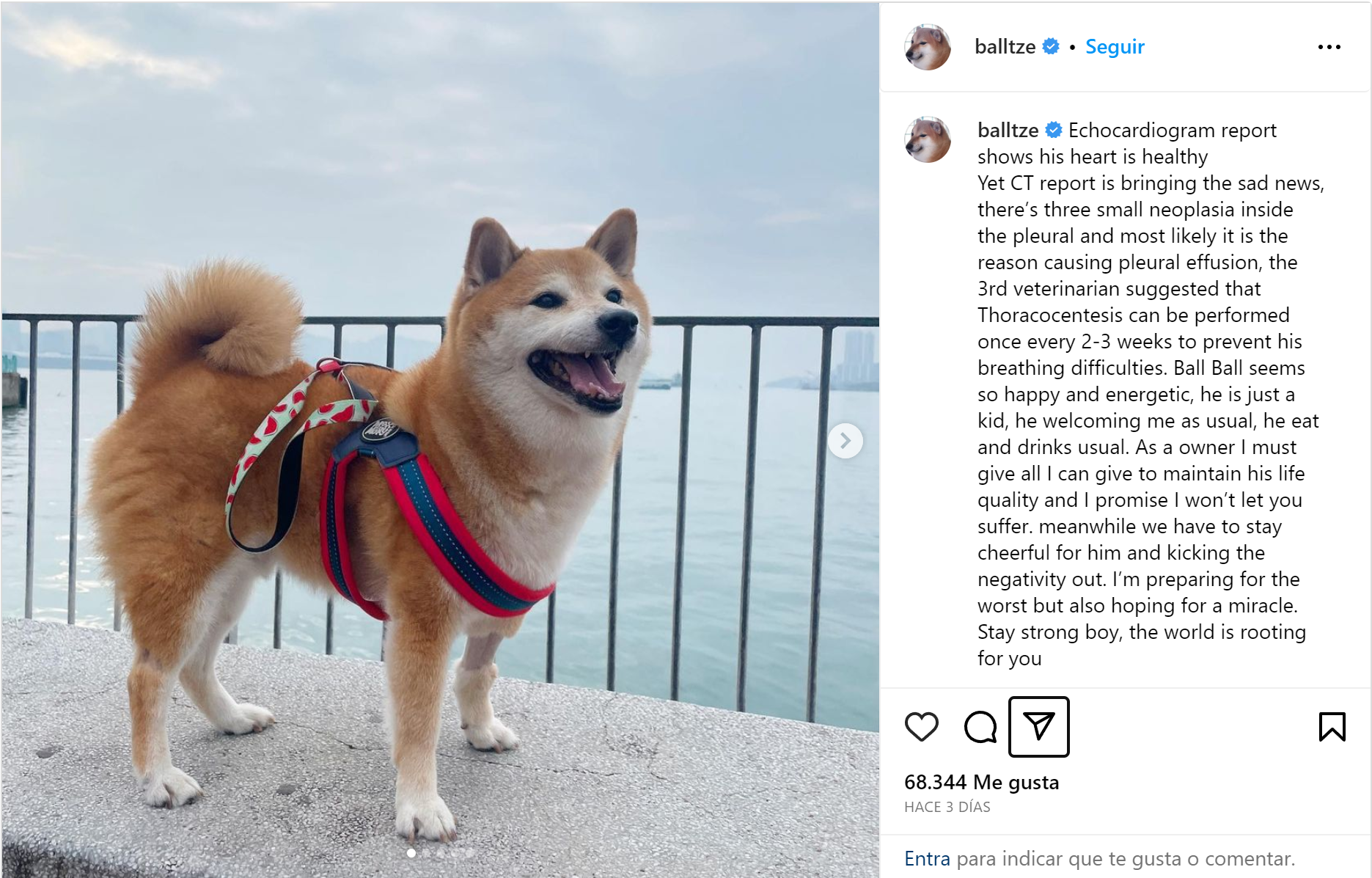 "Cheems", perrita viral de los memes, está grave; "prometo que no te dejaré sufrir", dice dueño ...